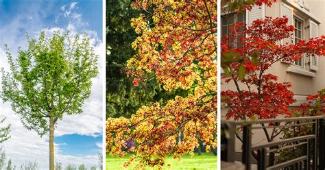 25 Stunning Types Of Maple Trees For Your Place In 2023