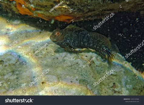 32 Imágenes De Fringed Blenny Imágenes Fotos Y Vectores De Stock