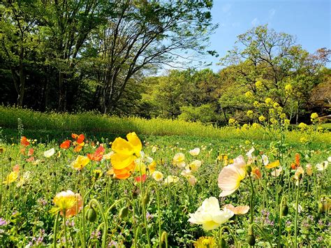 【大和高田市・橿原市周辺】明日香村の甘樫丘のポピーがとっても綺麗です！菜の花とのコラボも素敵♪ 号外net 大和高田市・橿原市