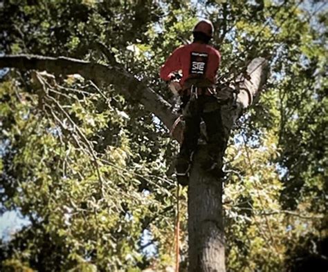 Tree Trunk Splitting Causes And Fixes For Tree Bark Cracks