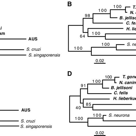 maximum likelihood tree based on the concatenated ssu and d2 lsu rdna