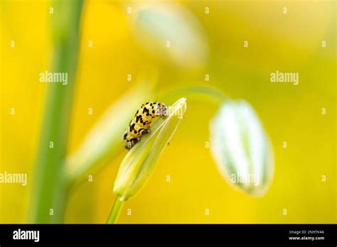 A Worm Eating Away At A Wild Plant With Flowers In A Fruit Garden On A