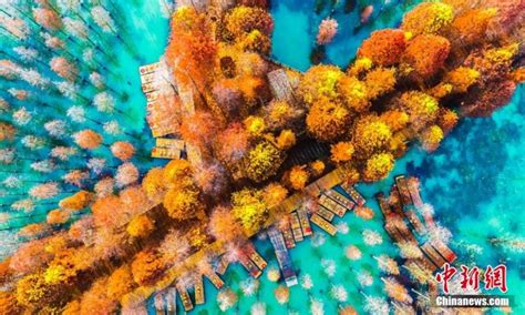 Colorful Dawn Redwood Forest In Jiangsu Global Times