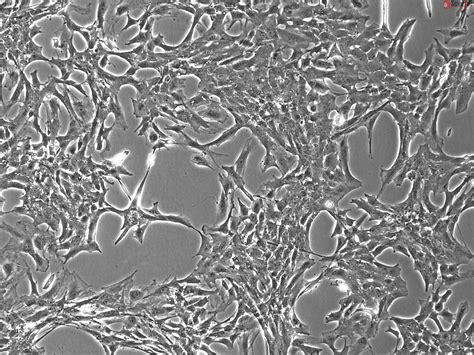 Rat Retinal Astrocytes