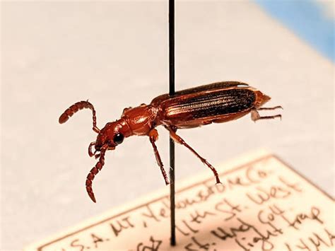 Flat Horned Ground Beetle Helluomorphoides BugGuide Net