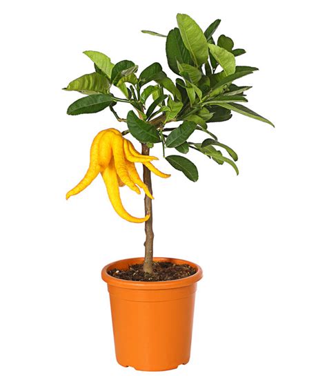 Zitronat Zitrone Buddhas Hand Dehner