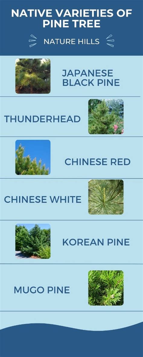 Evergreen Tree Identification