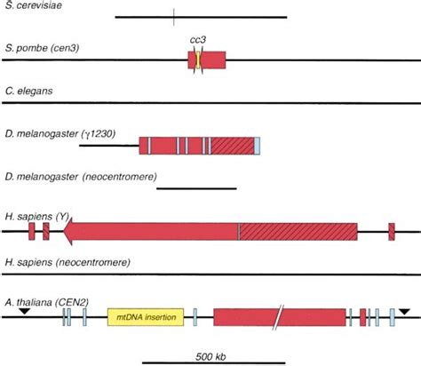 Centromeric Dna Structures To Scale Tandemly Repeated Sequences Are