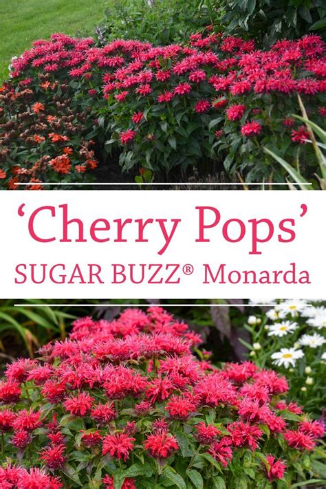 Monarda Sugar Buzz® Cherry Pops In 2025 Green Thumb Garden Styles