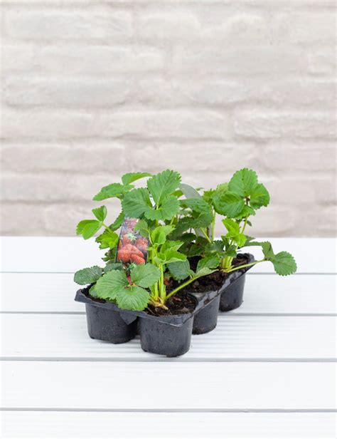 Jordbær Fragaria Ananassa Korona Bakke 6 Stk Plantorama