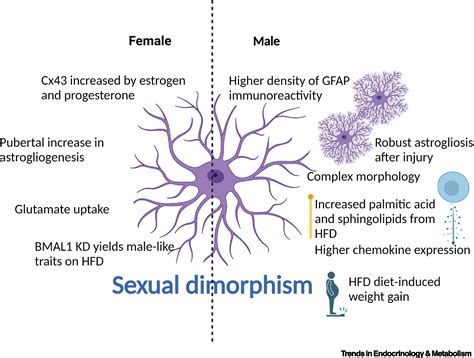 Astrocyte Involvement In Metabolic Regulation And Disease Trends In