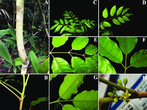 Protium Aguilarii A Trunk And Bark B Twigs C Branch With Leaves D