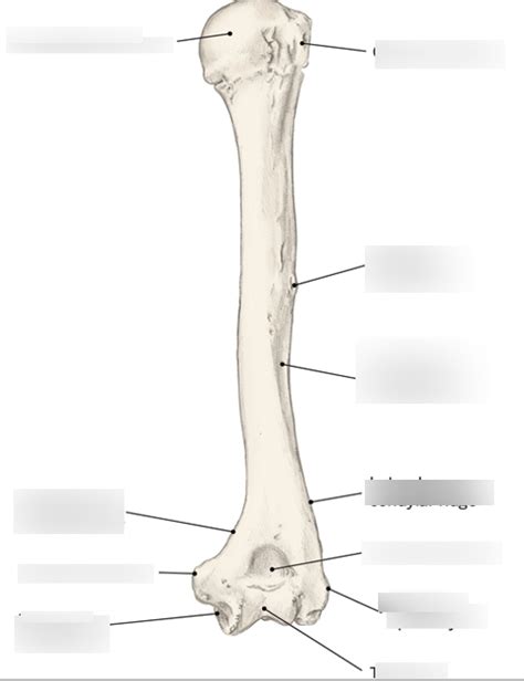 Groove For Ulnar Nerve Humerus