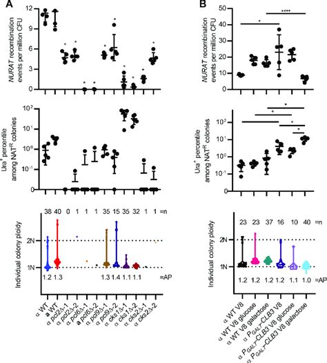 Cell Cycle Regulating Genes Contribute To Segmental Aneuploid