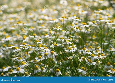 Abundant Flowering Chamomile Plants Grow In A Field In Germany The