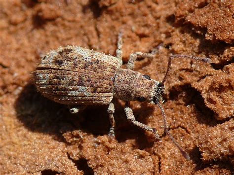 밤나무뭉뚝바구미 네이버 블로그