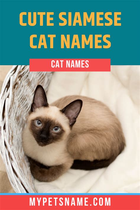 Cute Siamese Cat Names Cat Names Cute Cat Names Male Cat Names Unique