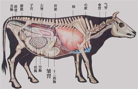 家牛百度百科