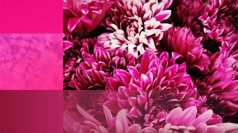 Magenta Colour That Not Exist But It Exists Nauka Govori