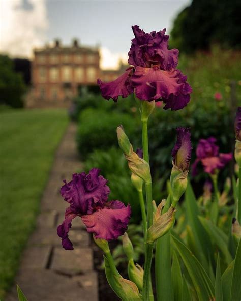 Amanda On Instagram Back At Newby Hall Here With Giant Frilly Bearded Iris ” Bearded