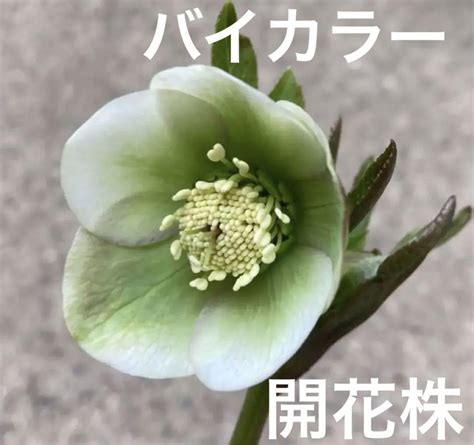 開花株 クリスマスローズ 苗 オフホワイト 白 グリーン バイカラー シングル By メルカリ