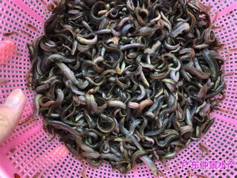浙江舟山泥鳅鱼苗批发浙江义乌泥鳅苗种苗出售