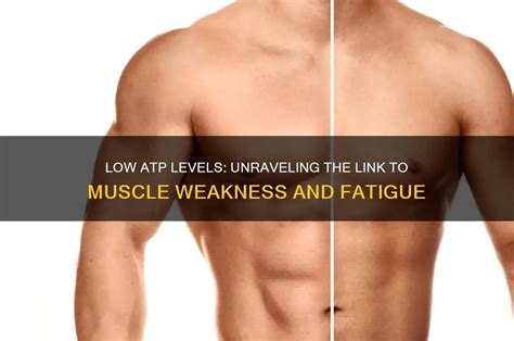 Low Atp Levels Unraveling The Link To Muscle Weakness And Fatigue