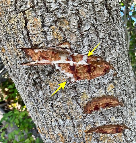 Toxicology Answer The Manchineel Tree Acep Now