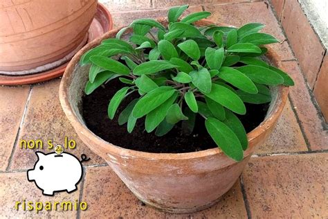 Come Coltivare La Salvia In Vaso Nonsolorisparmioit