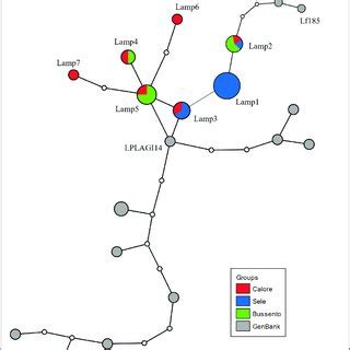 Minimum Spanning Network Of Lampetra Sp Haplotypes Based On MtDNA