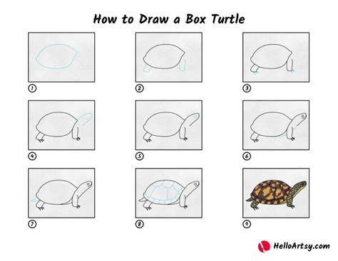 Box Turtle Drawing Easy At Lashaun Poche Blog
