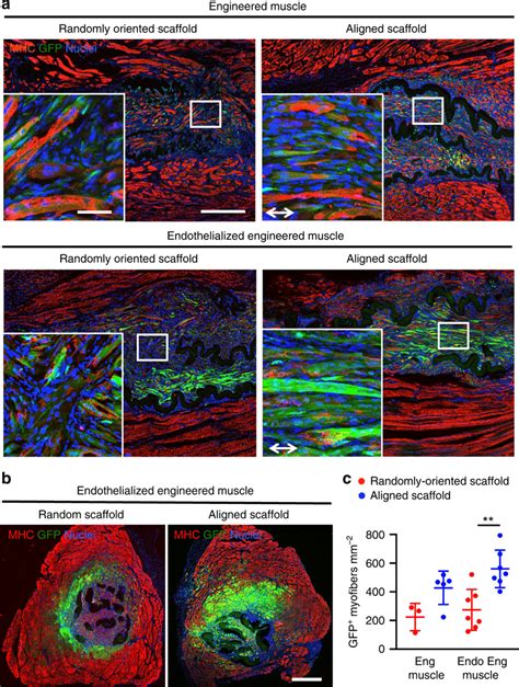 Implantation Of Murine Engineered Skeletal Muscle In A Mouse Model Of