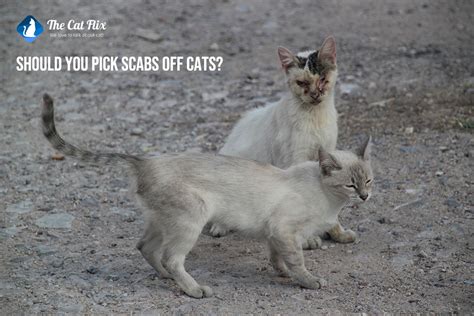 Should You Pick Scabs Off Cats A Vets Guide To Safe And Effective