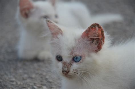 Scabs On A Cats Ear Causes Symptoms And Treatment
