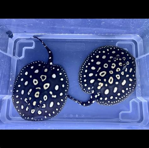 Freshwater Stingray Care Tank Size Diet And Legality
