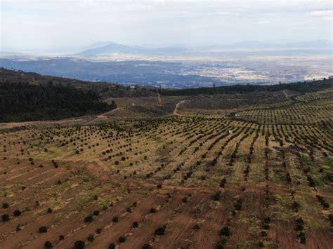 Can Satellite Imagery Fight Illegal Logging In Mexico Environment News Al Jazeera