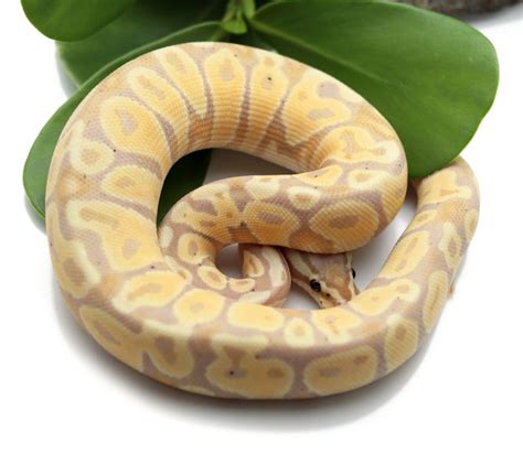Banana Female Dynasty Reptiles