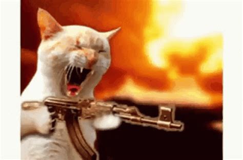 Crazy Cat S