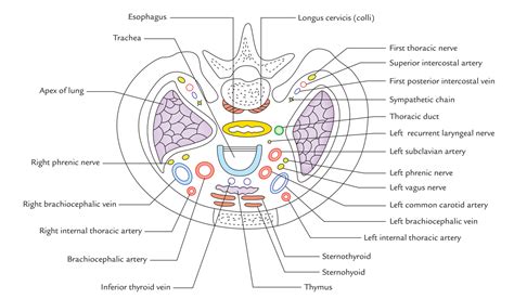 Easy 3 Mins Notes On 【superior Thoracic Aperture Thoracic Inlet】