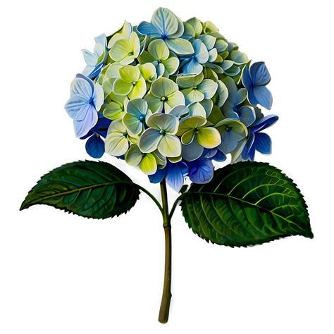 Download Hydrangea Sketch Png Qrv