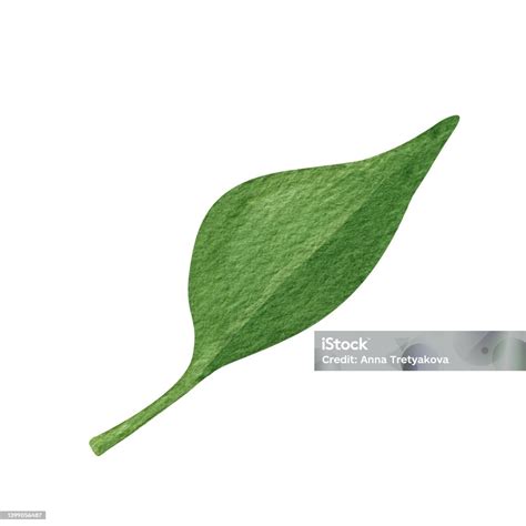 레몬 과일은 수채화 클립 아트를 남깁니다 신선한 레몬 여름 녹지의 그림 감귤류 과일에 대한 스톡 벡터 아트 및 기타 이미지