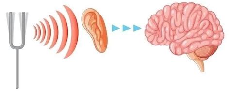 Cortex Auditif Le Cerveau Qui Entend
