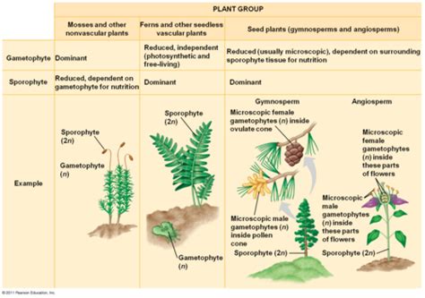 Seeded Plants Flashcards Quizlet