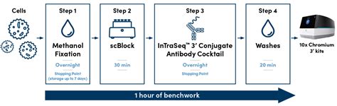 Intraseq™ Single Cell Analysis Overview Cell Signaling Technology