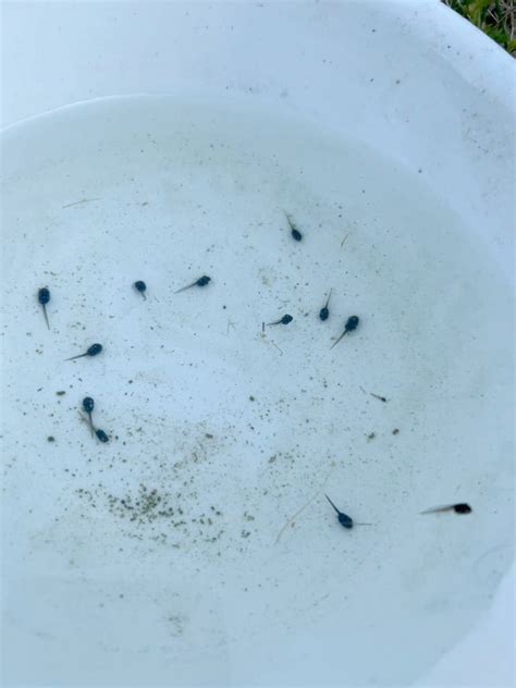 未使用アマガエル ニホンアマガエル オタマジャクシ 観察用 50匹 蛙 千葉県 鑑賞用 研究用 夏祭り イベント用の落札情報詳細