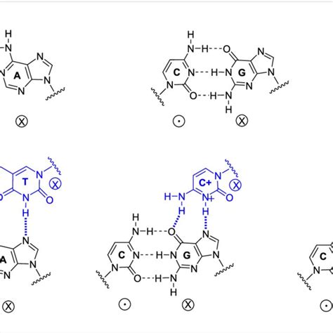 Illustration Of H Bonding In A Dna Duplex And A Parallel Triplex A