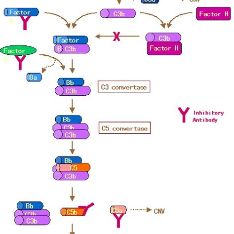 Alternate Pathway Of Complement Activation The Alternate Pathway Of