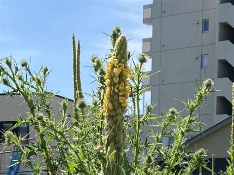 37歳になりました。 あしたのうた