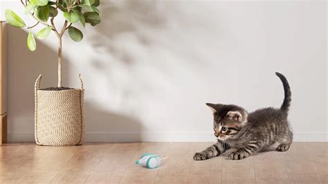 Petlibro Pixie Mouse Interactive Cat Toy Stimulates Your Kittys