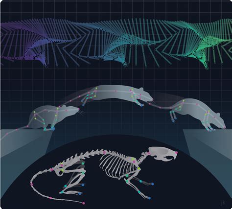 How Does A Skeleton Move A New Tracking Method To Quantify Skeletal Kinematics In Freely Moving